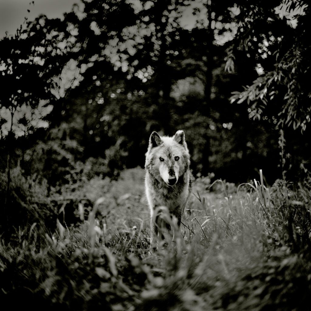 Sacred Spirits - Mat Hennek - Photographer